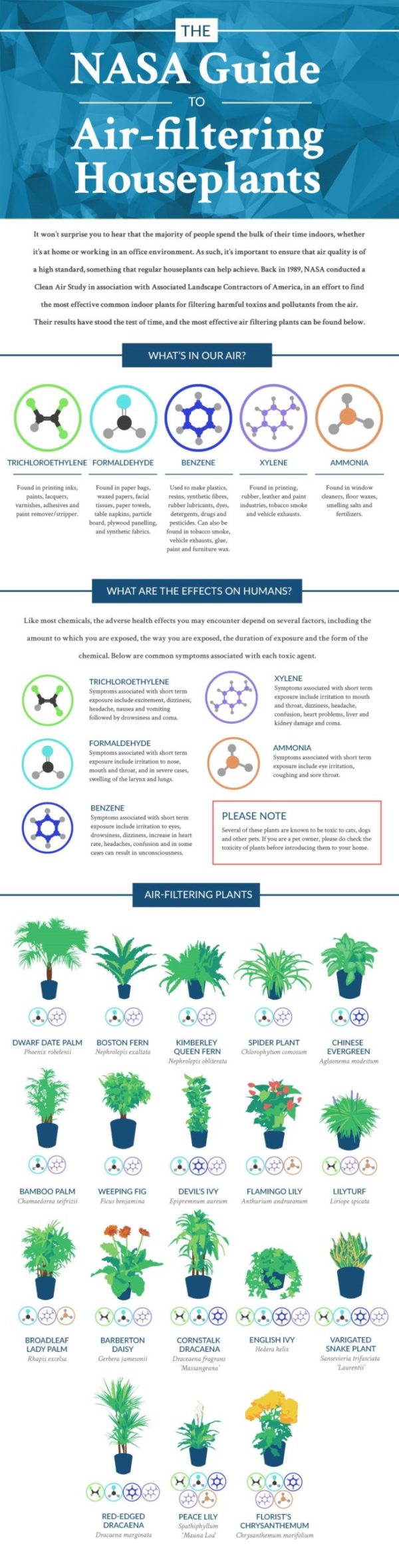 9 Best Office Plants For Oxygen + Care Guide - Luxafor